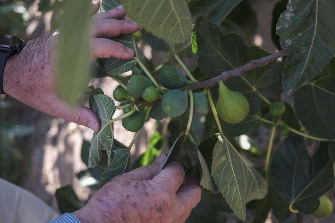 Fig cultivation in Chile over the last 15 years – doblevalle
